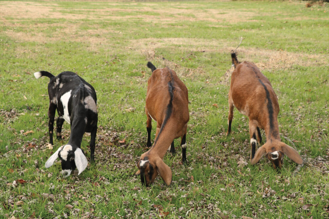 How to Milk a Goat for the First Time - Grit